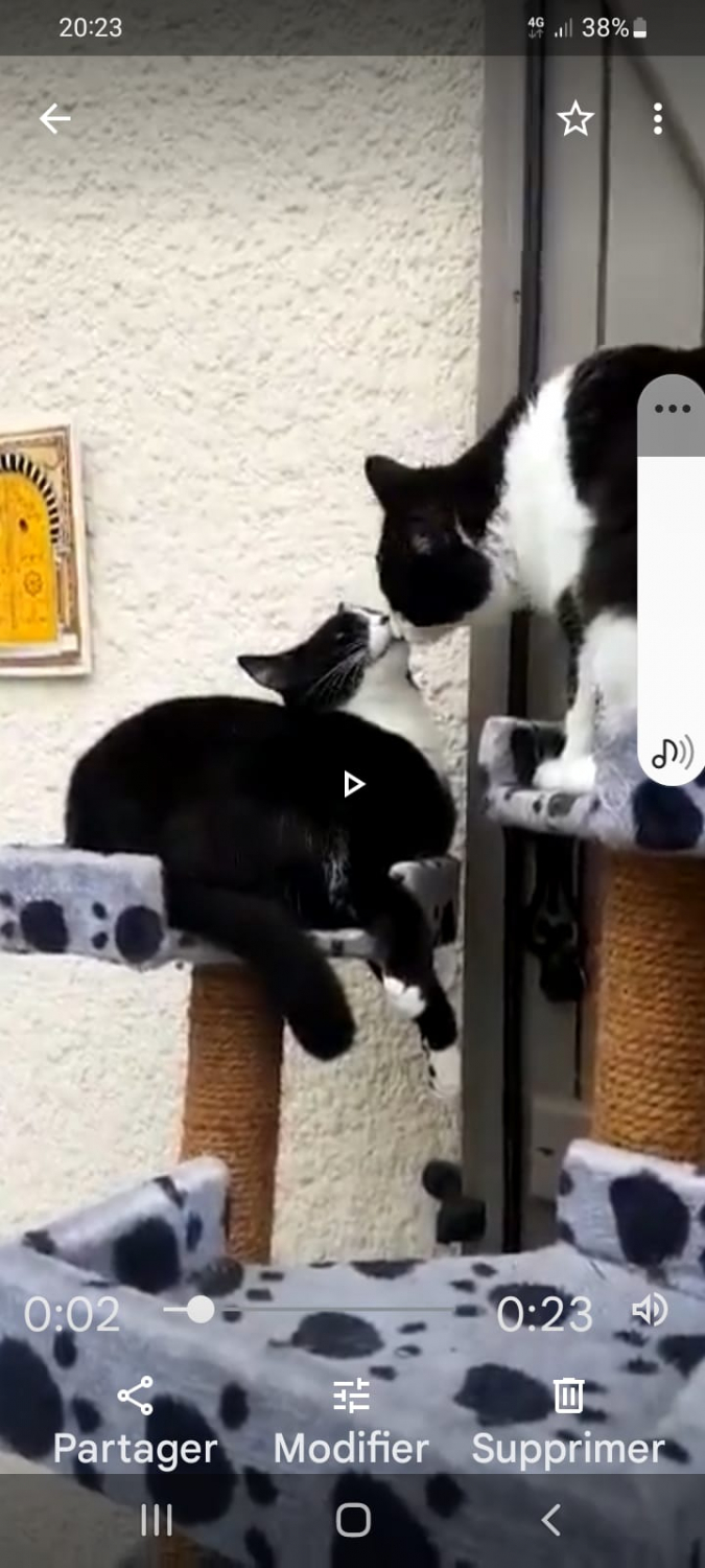 oslo et nixou 4 ans - Ville de Villepinte