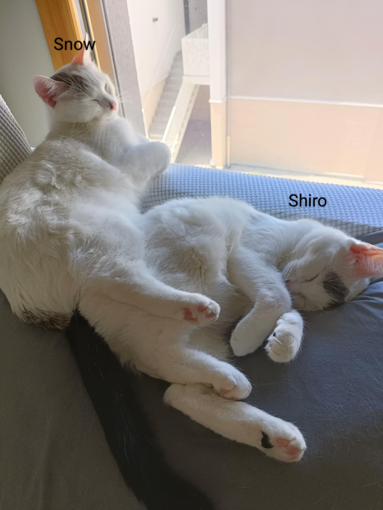 snow + shiro 1 ans et demi - Ville de Villepinte